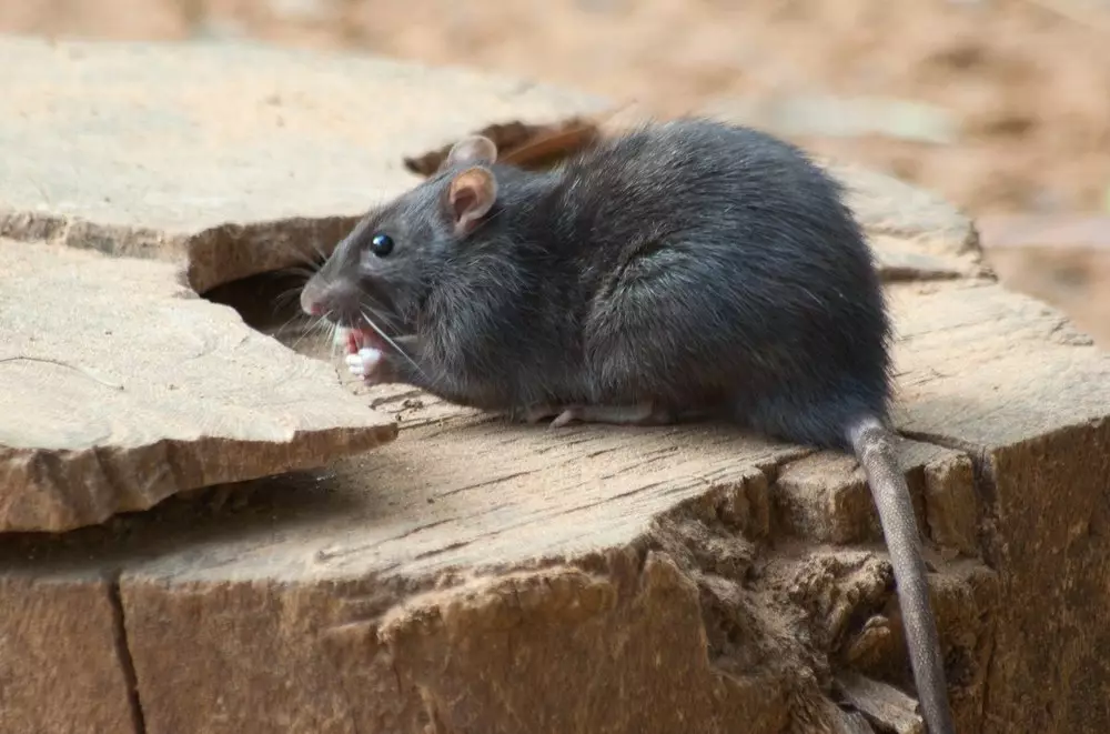 tikus yang menyebabkan hantavirus