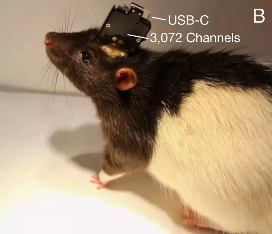 rozhraní nueralink krysí mozek-počítač